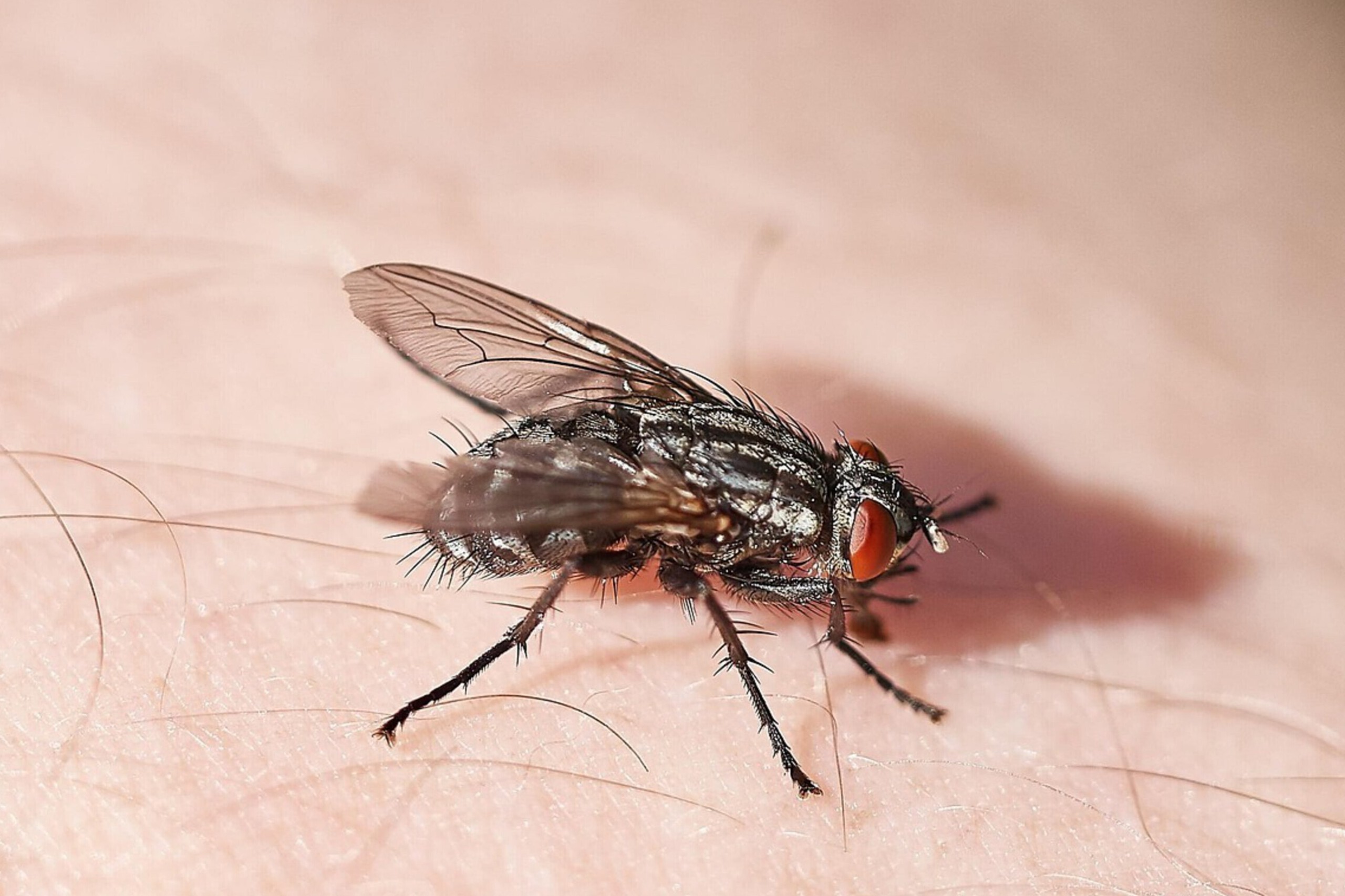Berne: o parasita de pele que afeta humanos e animais - Mais Saúde